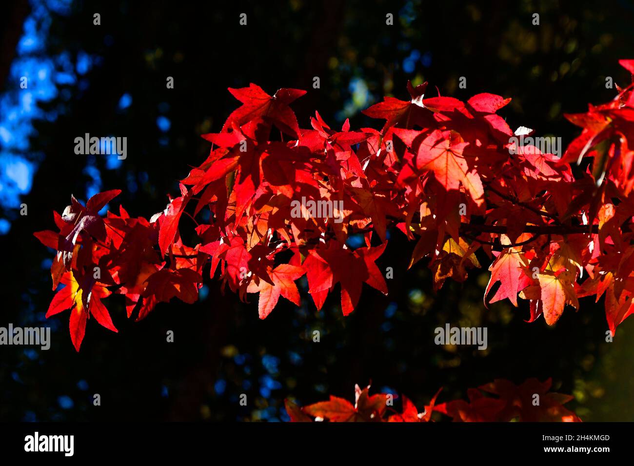 Red maple tree leaf hi-res stock photography and images - Alamy