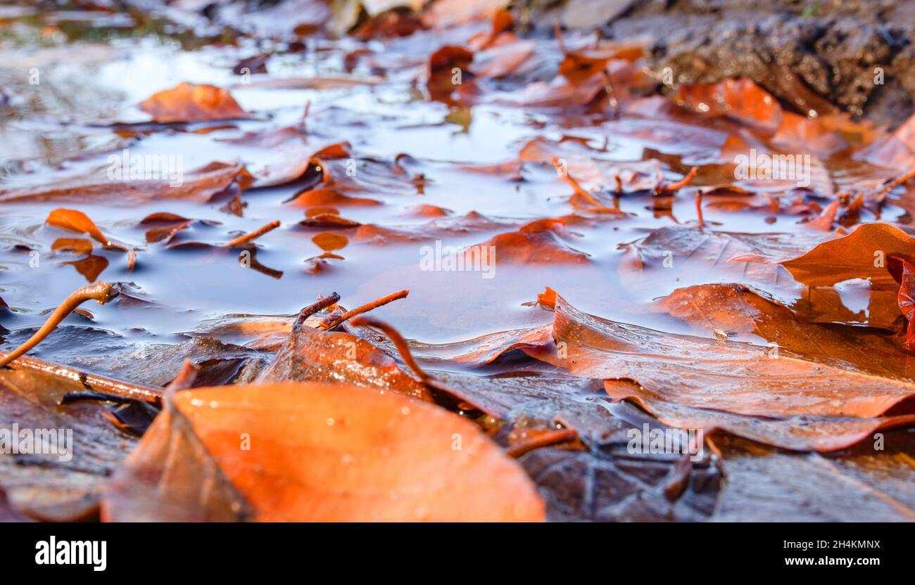 Yellowed maple leaves in a puddle of water. Autumn in Poland Stock Photo - Alamy