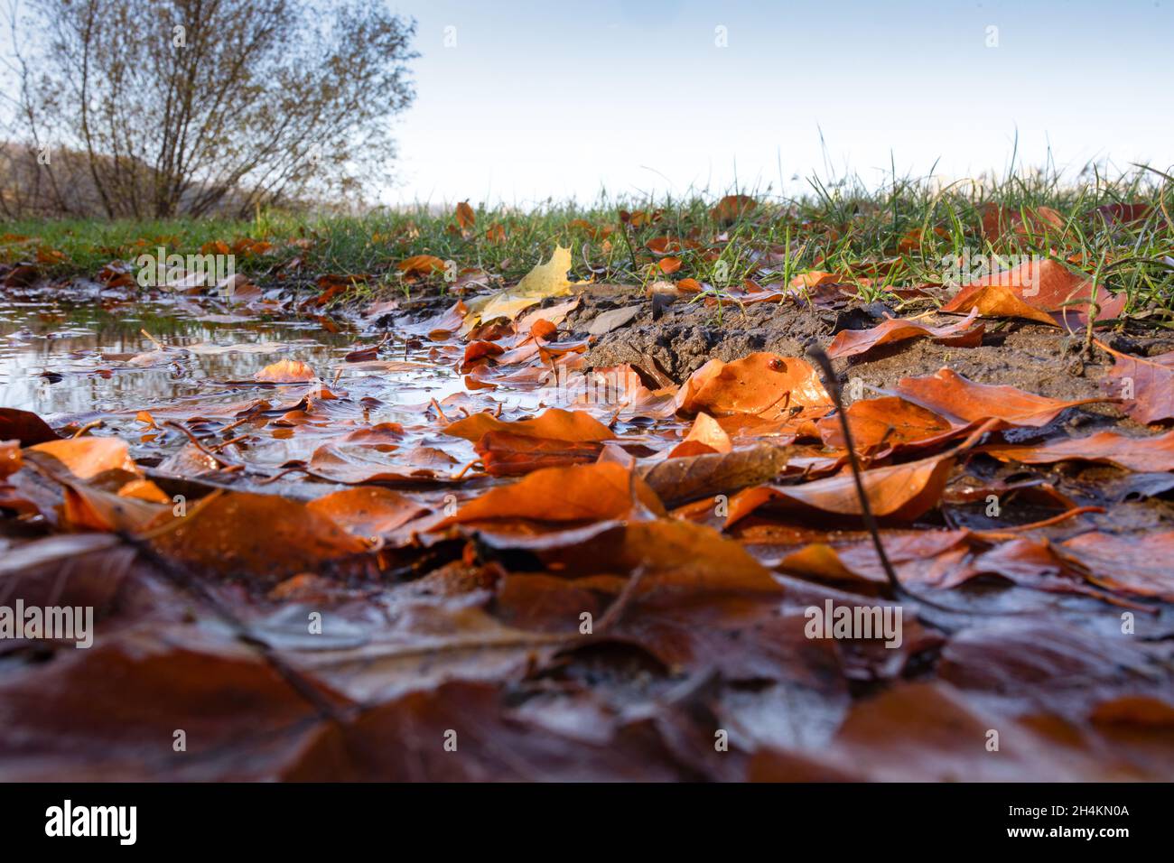 Yellowed maple leaves in a puddle of water. Autumn in Poland Stock Photo - Alamy