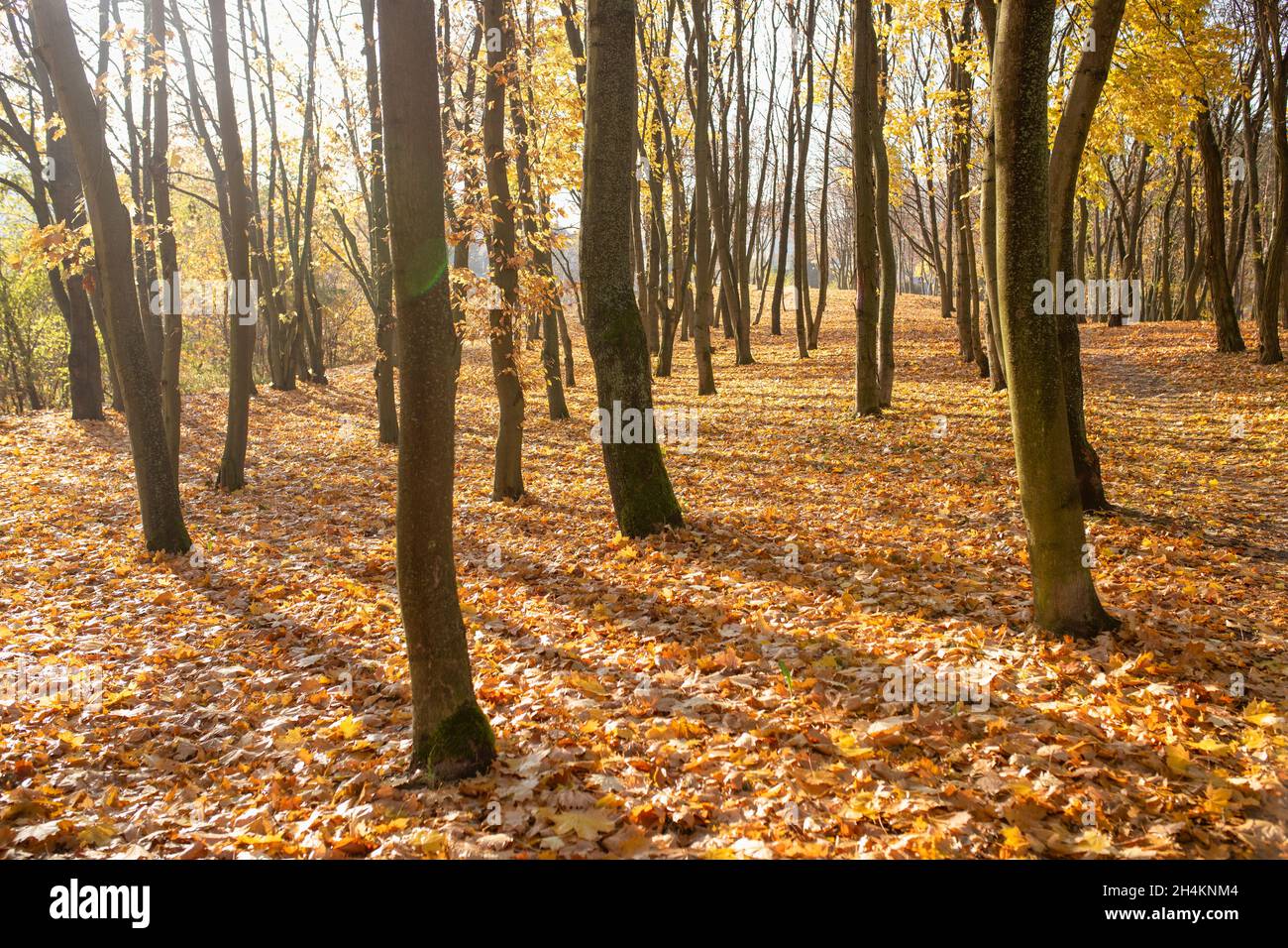 Tree trunk, tangle trunks, trees in autumn in park by "Winiary" lake ...