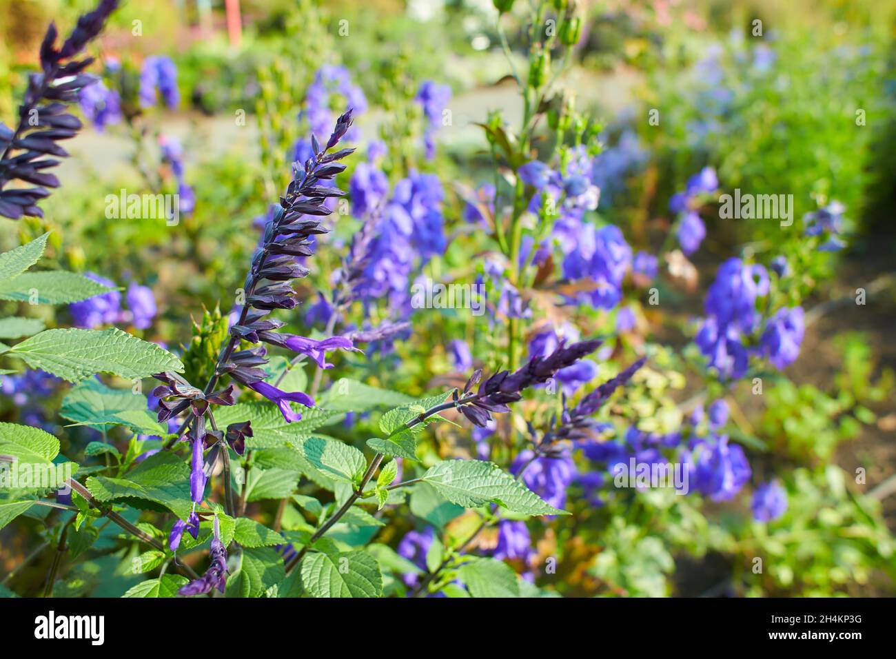 Purple hosta hi-res stock photography and images - Alamy
