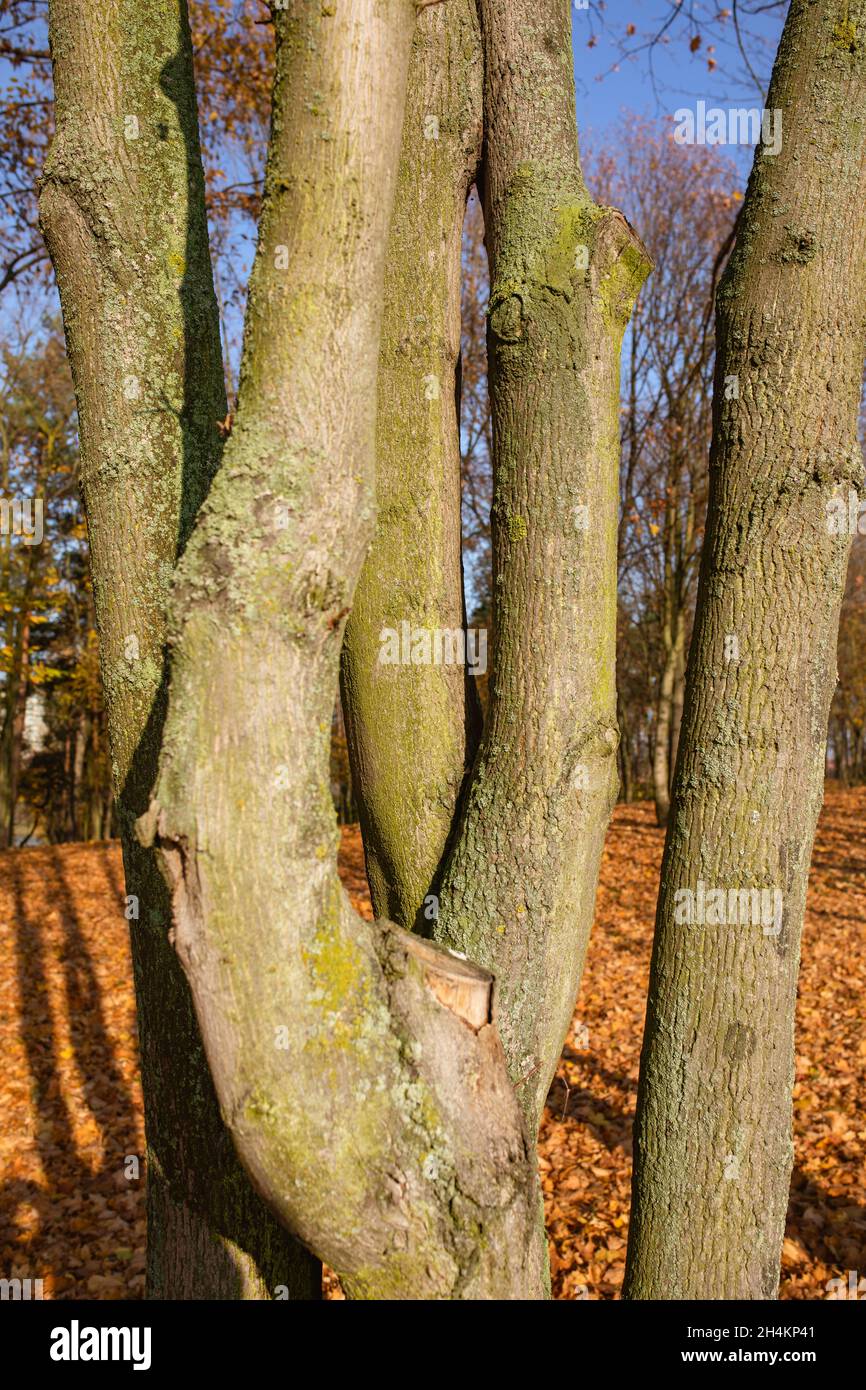 Tree trunks, tangled maples in park by "Winiary" lake, Gniezno, Poland ...