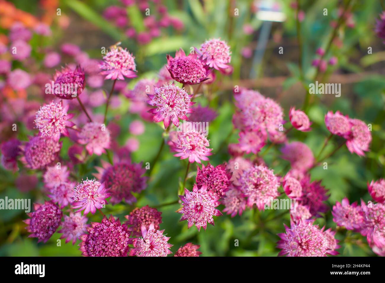 Pink astrantia flowers. Astrantia major Moulin Rouge Stock Photo - Alamy