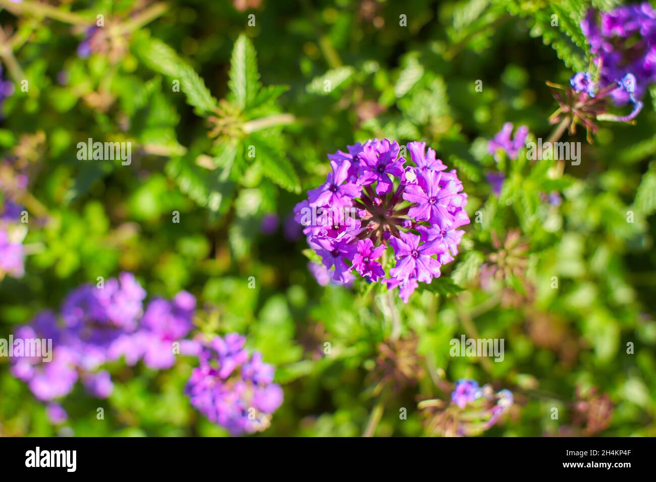 Verbena californica hi-res stock photography and images - Alamy