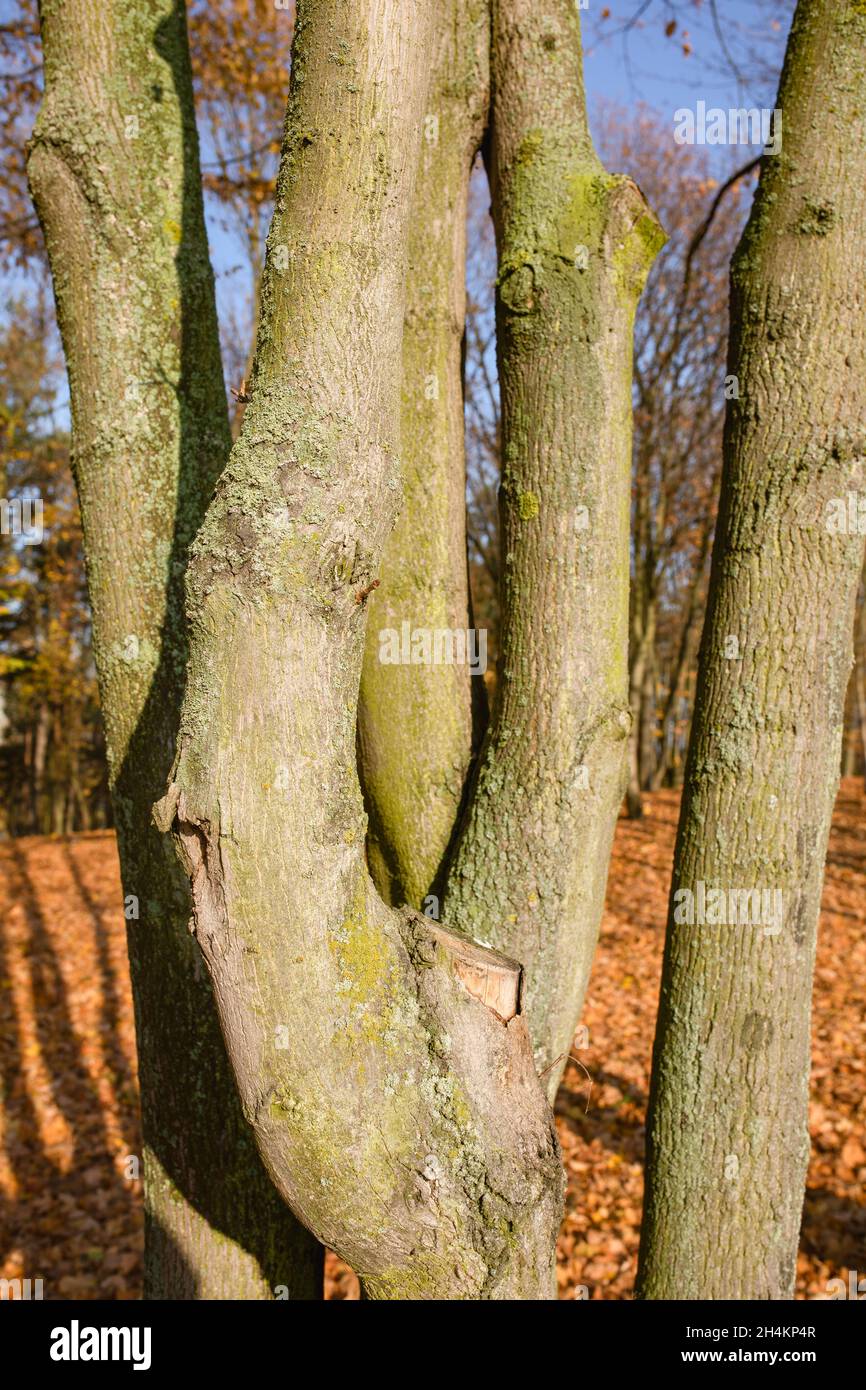 Tree trunks, tangled maples in park by "Winiary" lake, Gniezno, Poland ...