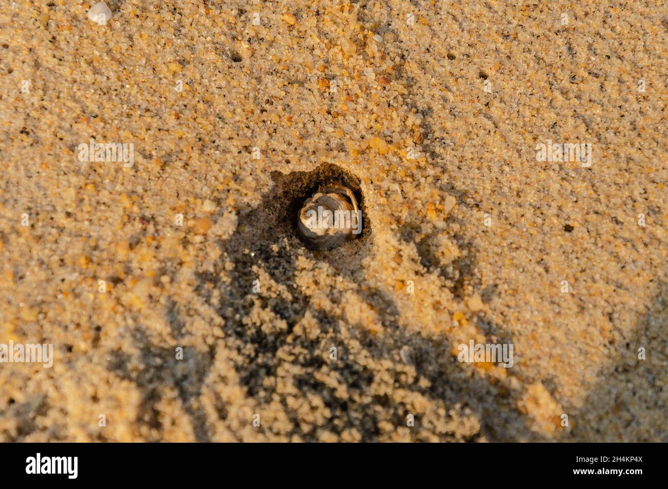 Shell fish burrowing a hole on the beach Stock Photo - Alamy