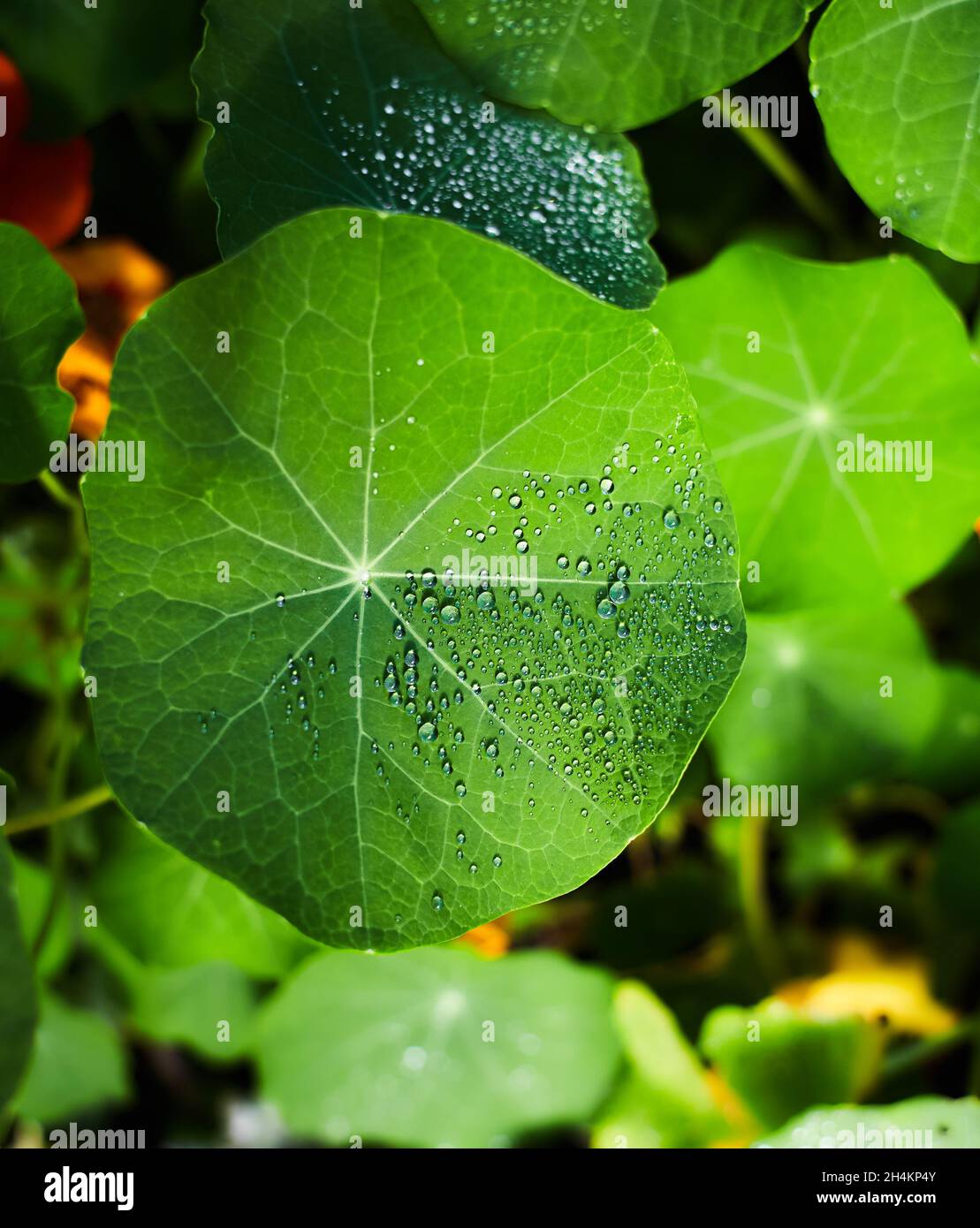 Capucine flower hi-res stock photography and images - Alamy