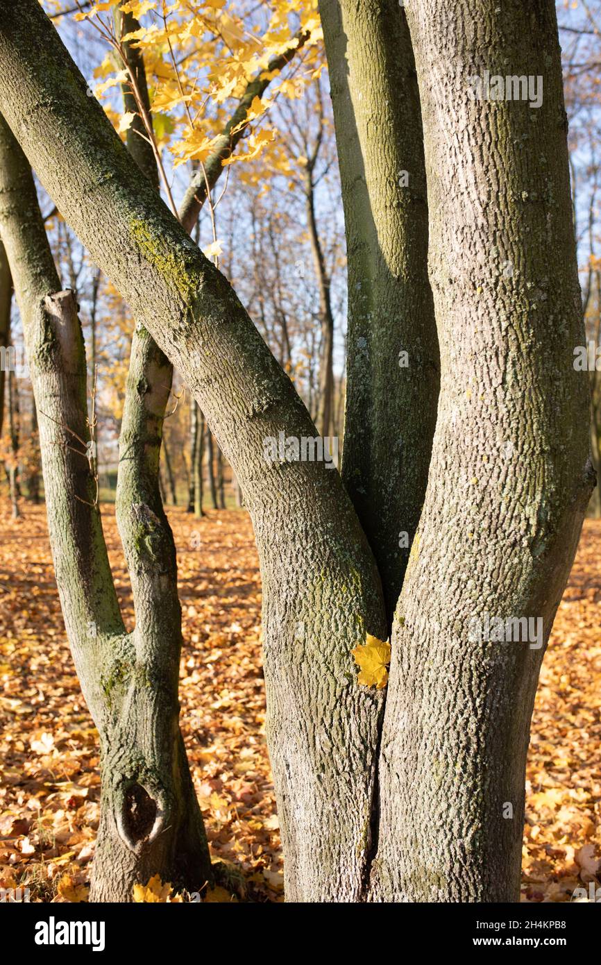 Tree trunks, tangled maples in park by "Winiary" lake, Gniezno, Poland ...