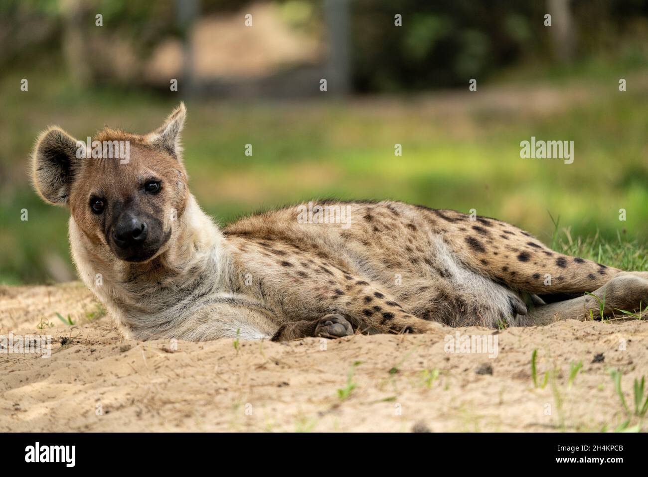 Young spotted hyena lying down hi-res stock photography and images - Alamy
