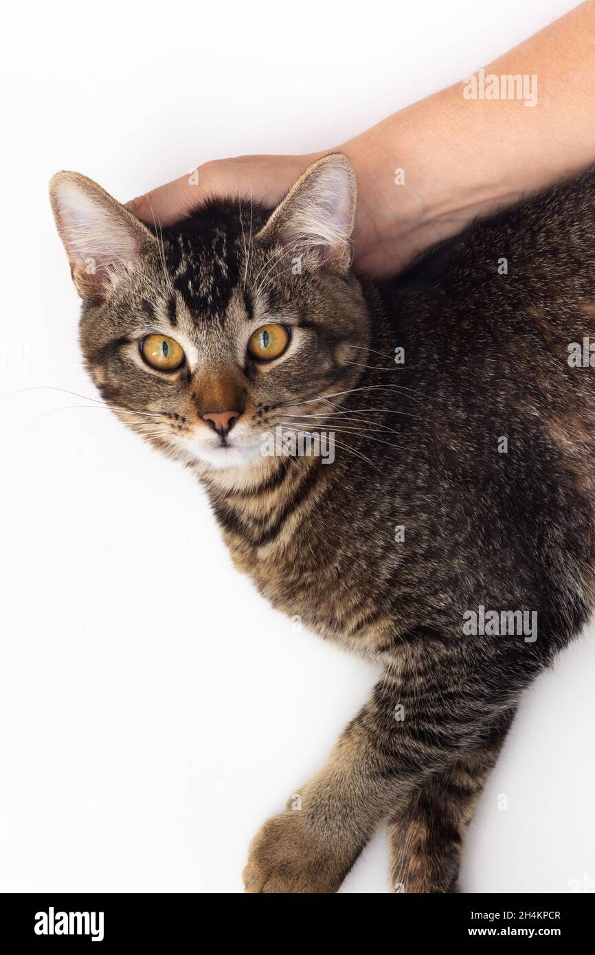 Cat with hand on head isolated on white background Stock Photo - Alamy