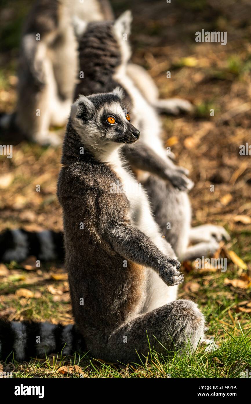 Lemur Yoga High Resolution Stock Photography and Images - Alamy