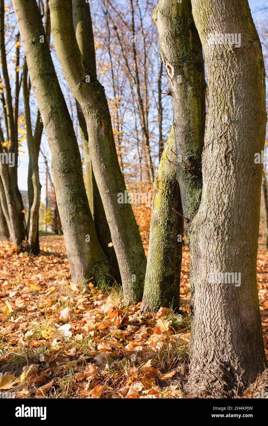 Tree trunks, tangled maples in park by "Winiary" lake, Gniezno, Poland ...