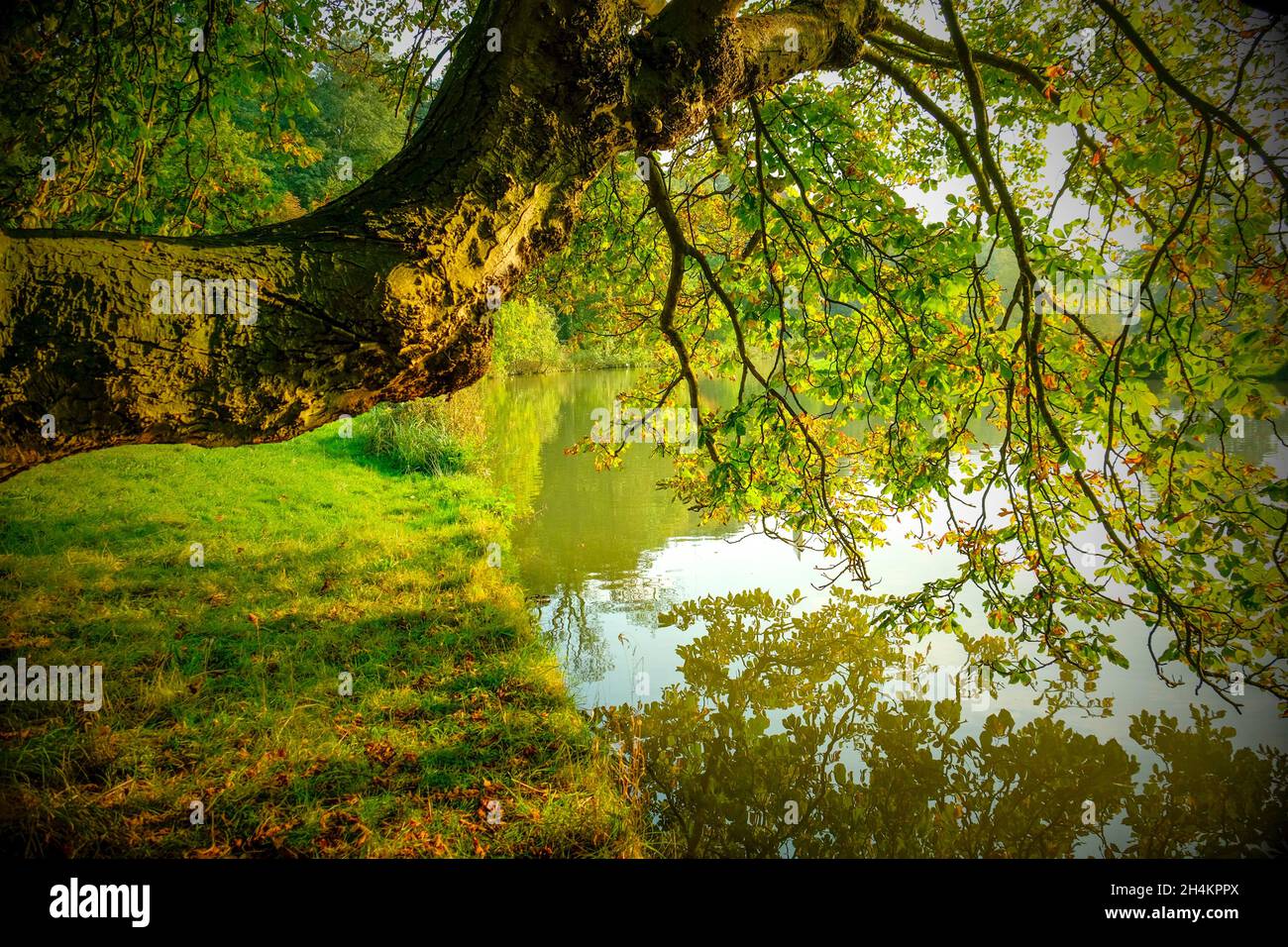 Tree Hanging Over Water High Resolution Stock Photography and Images ...