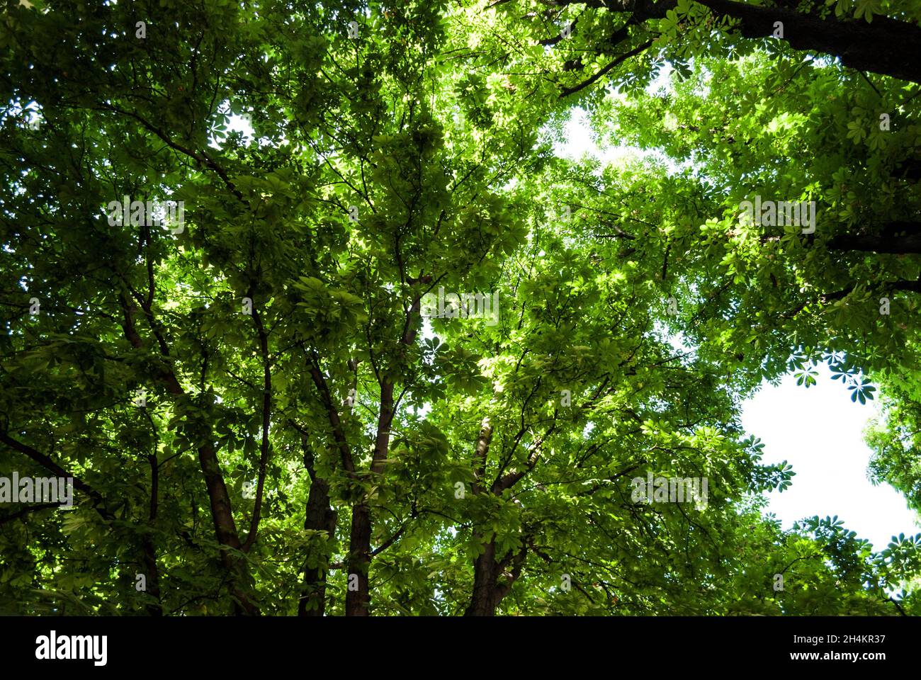 Chestnut trees italy hi-res stock photography and images - Alamy