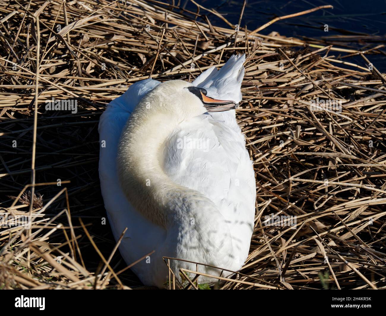 White Swan , sunny day , wetlands , Newport , UK Stock Photo - Alamy