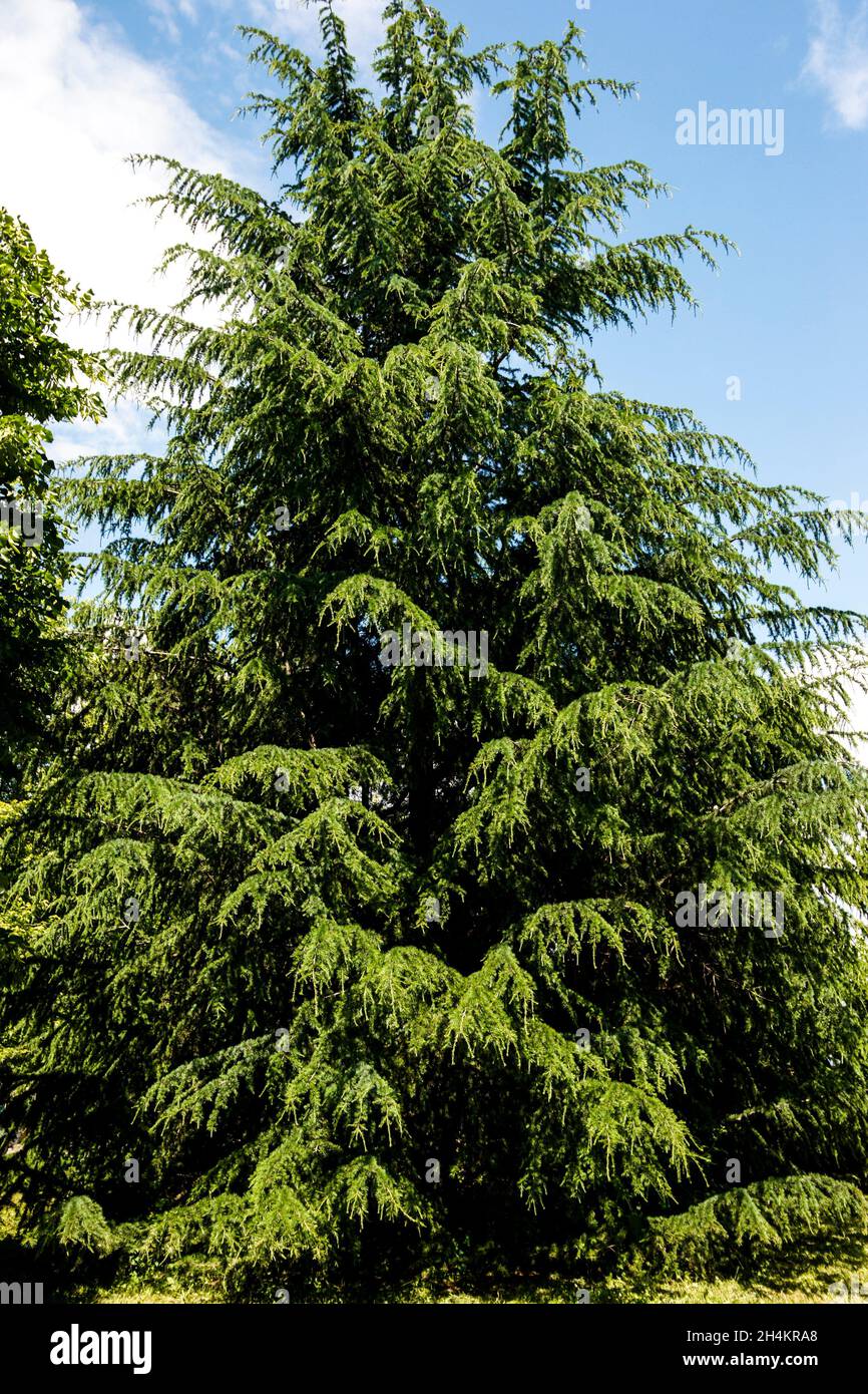 Flora italiana hi-res stock photography and images - Alamy