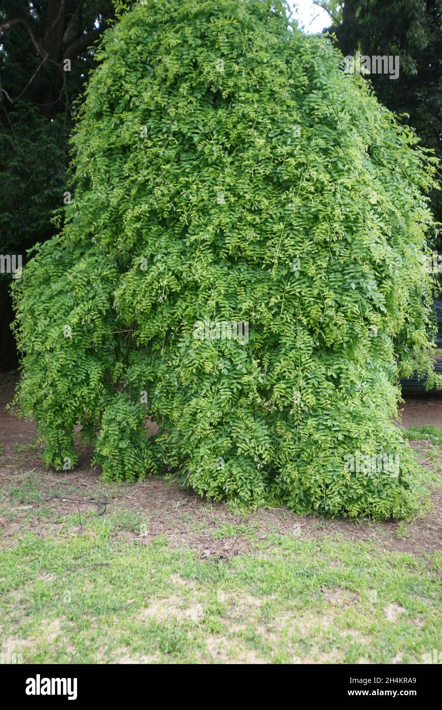 Villa cusani tittoni hi-res stock photography and images - Alamy