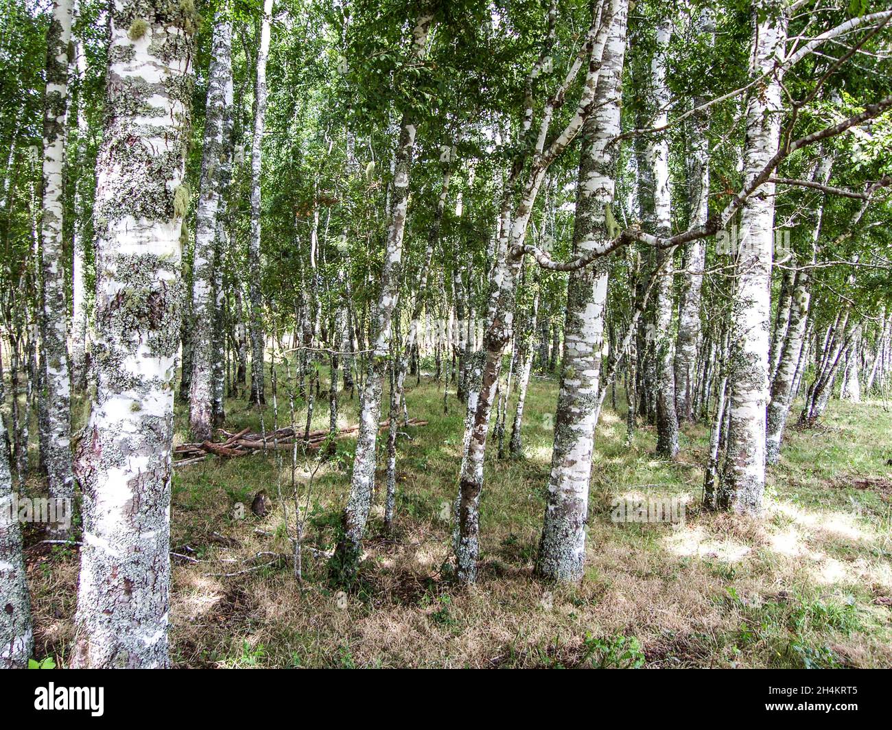 Mapuche tree hi-res stock photography and images - Alamy