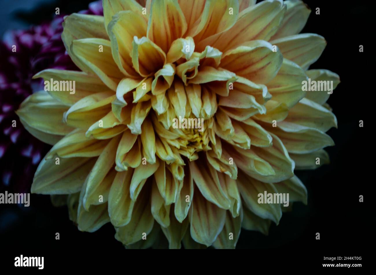 Closeup shot of a Dahlia flower Stock Photo - Alamy