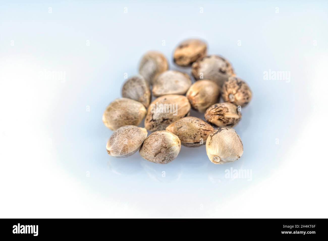 Various cannabis seeds of different kinds isolated on white background ...