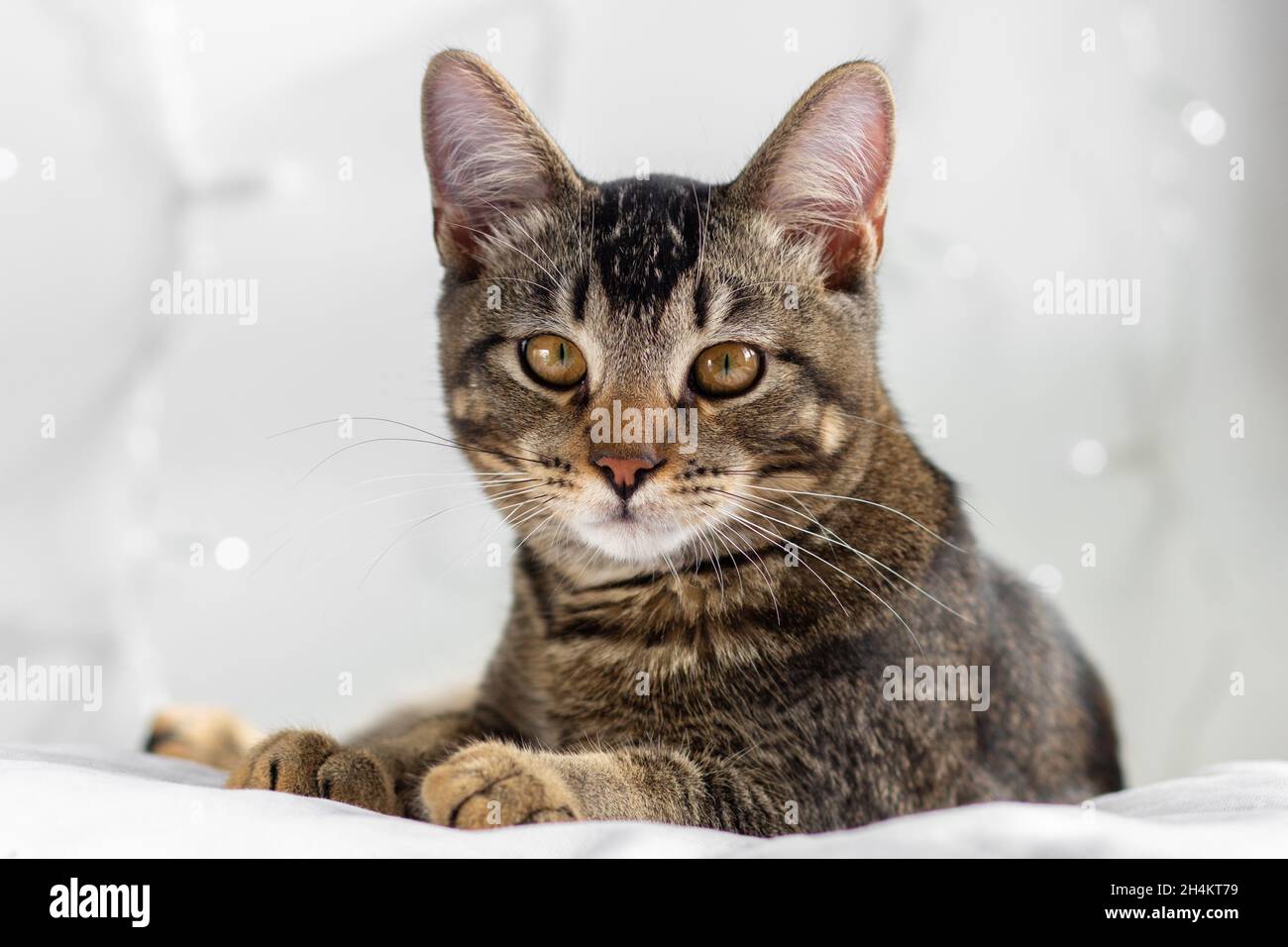 Portrait of tricolor cat lying on white surface looking at camera on ...