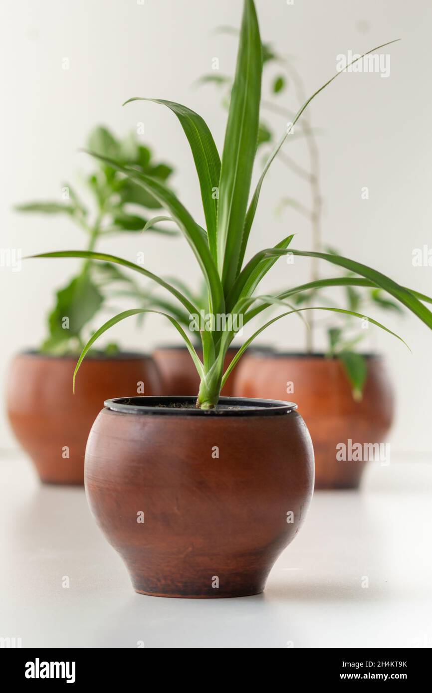 Pandanus flower hi-res stock photography and images - Alamy