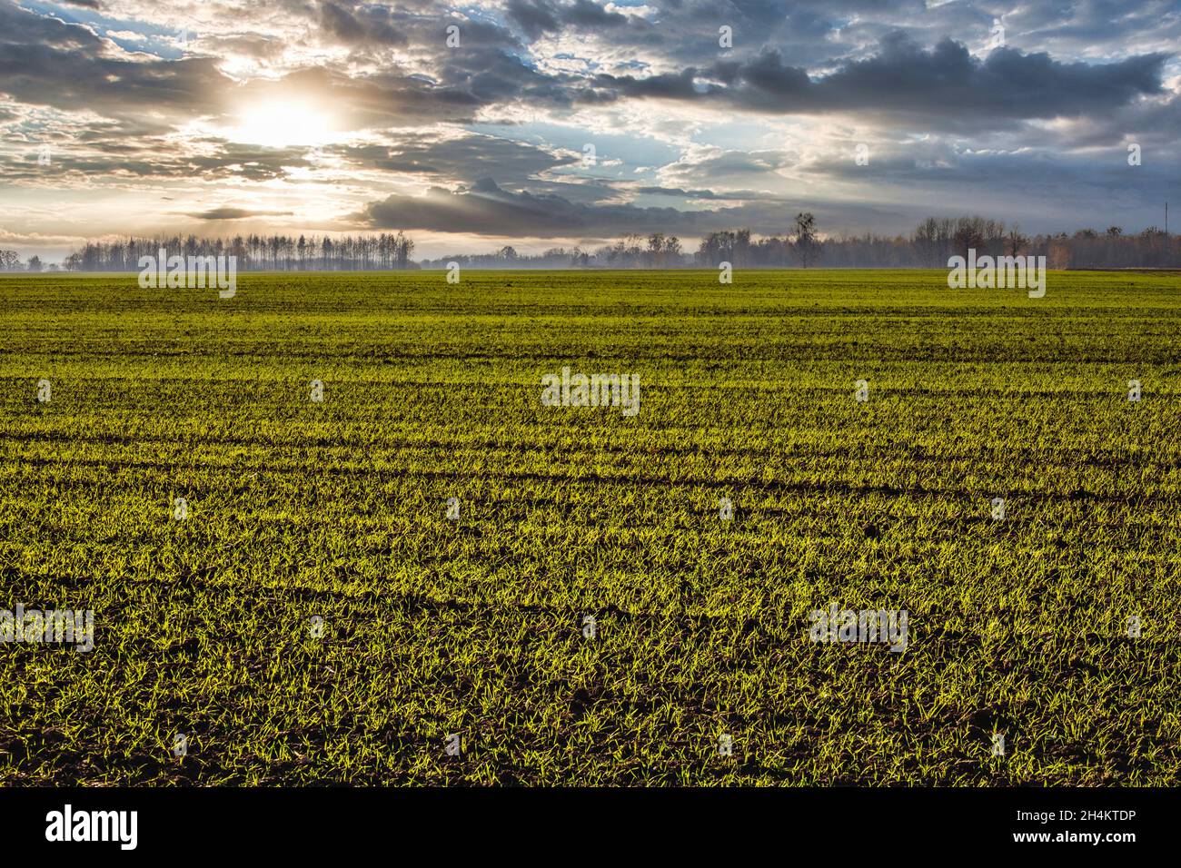 Grain shoot hi-res stock photography and images - Alamy