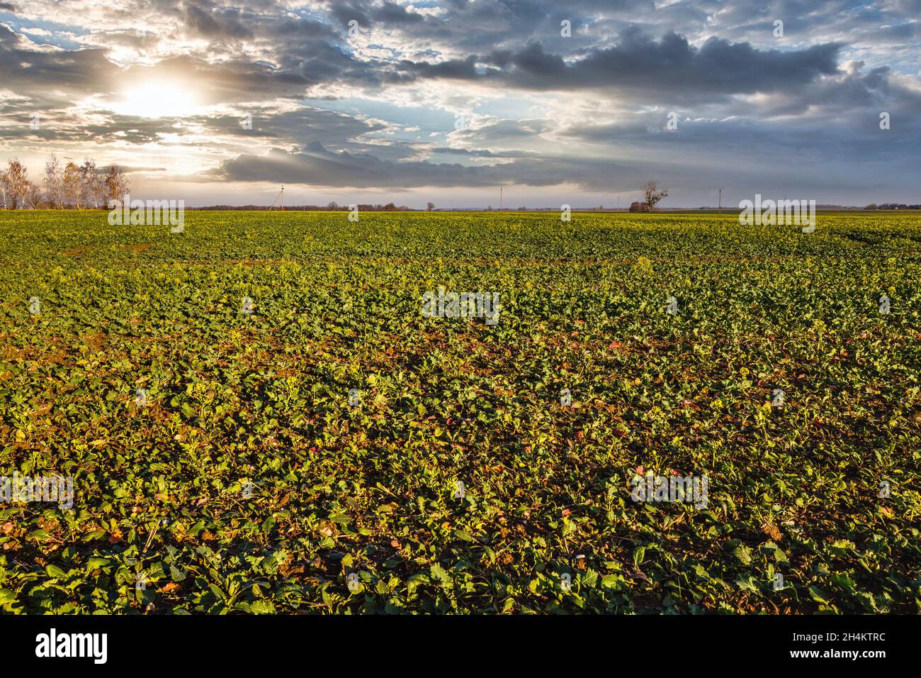 Greenfield plantation hi-res stock photography and images - Alamy