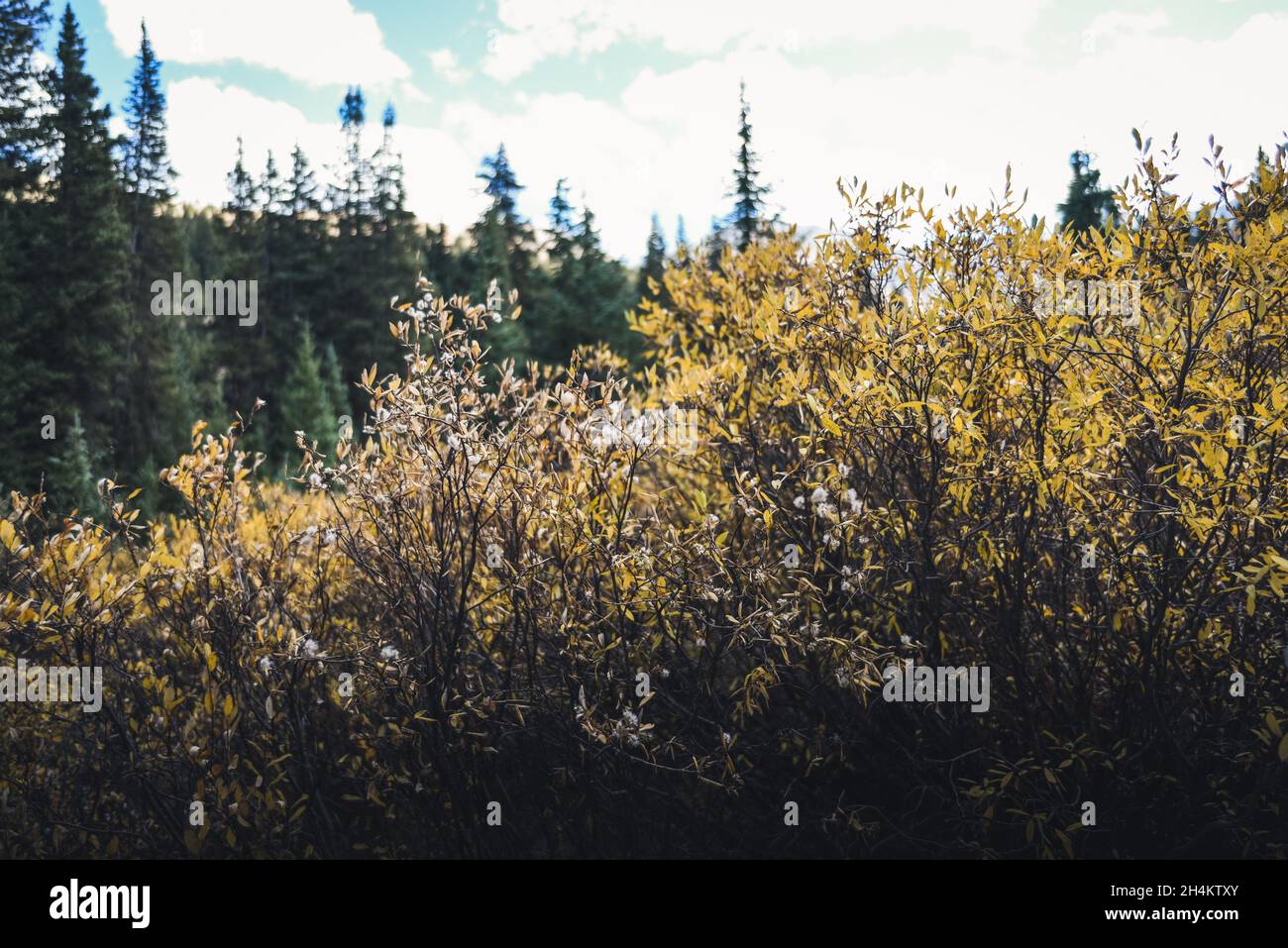 Fall foliage in the mountains hi-res stock photography and images - Alamy