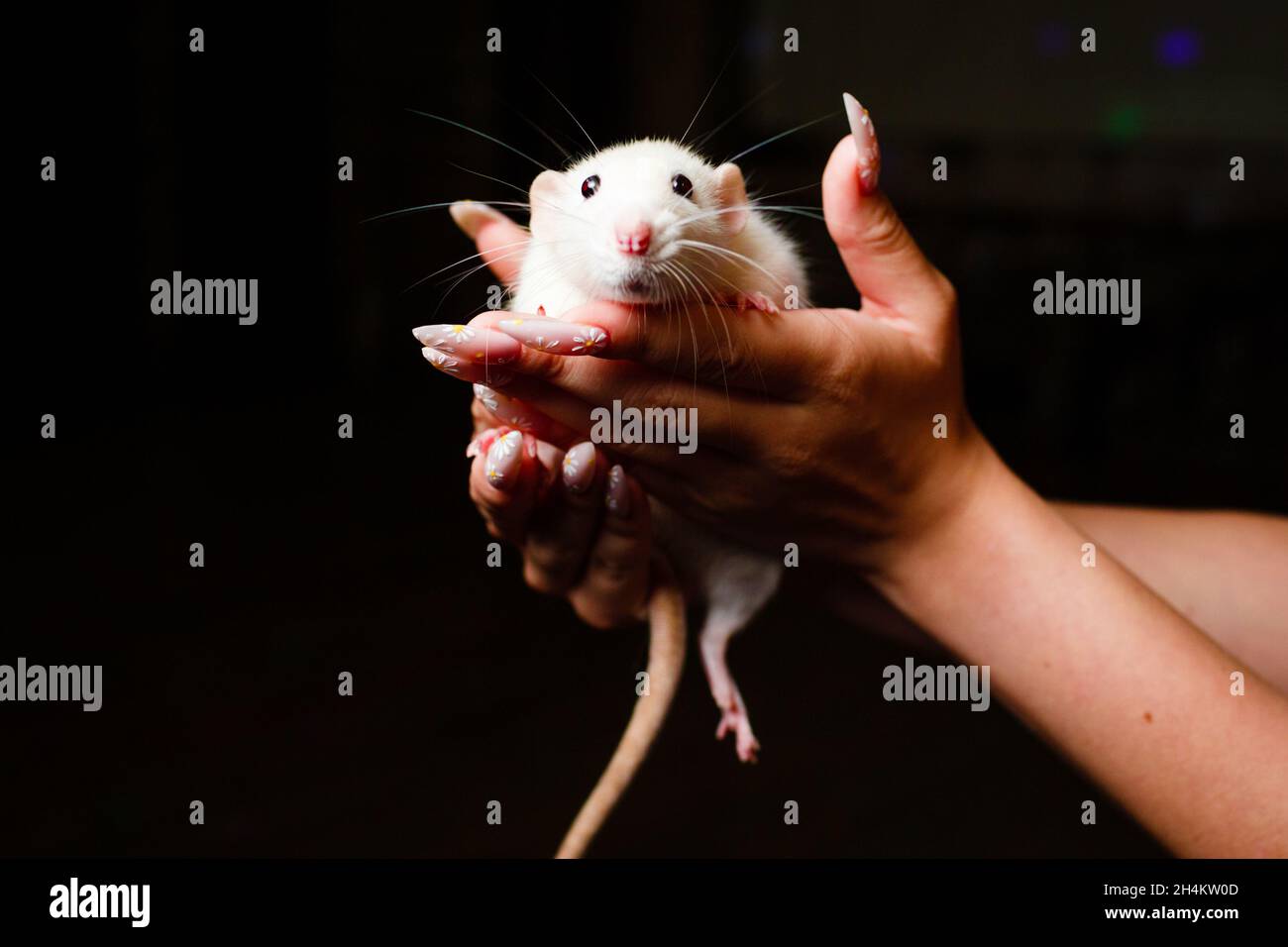 White decorative rat in her arms on a black background Stock Photo - Alamy