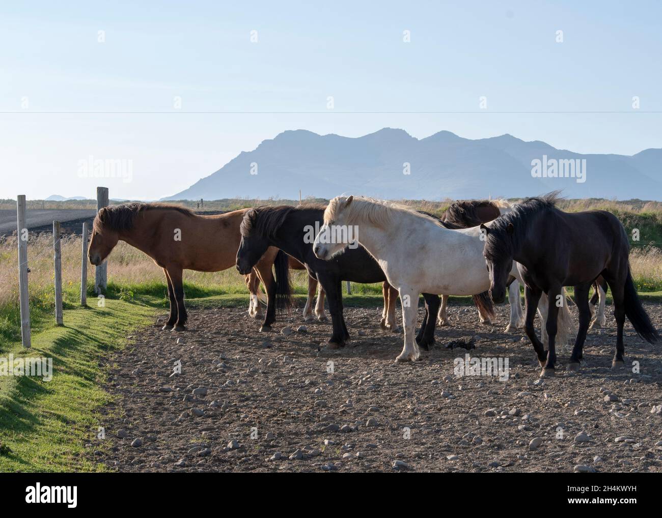 Landscape of horses at farm by Eldborg crater Borgarnes South Iceland ...