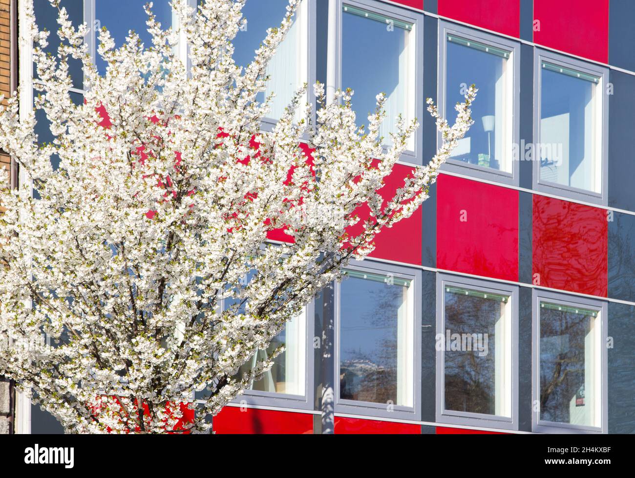 Cherry tree outside of a building hi-res stock photography and images ...