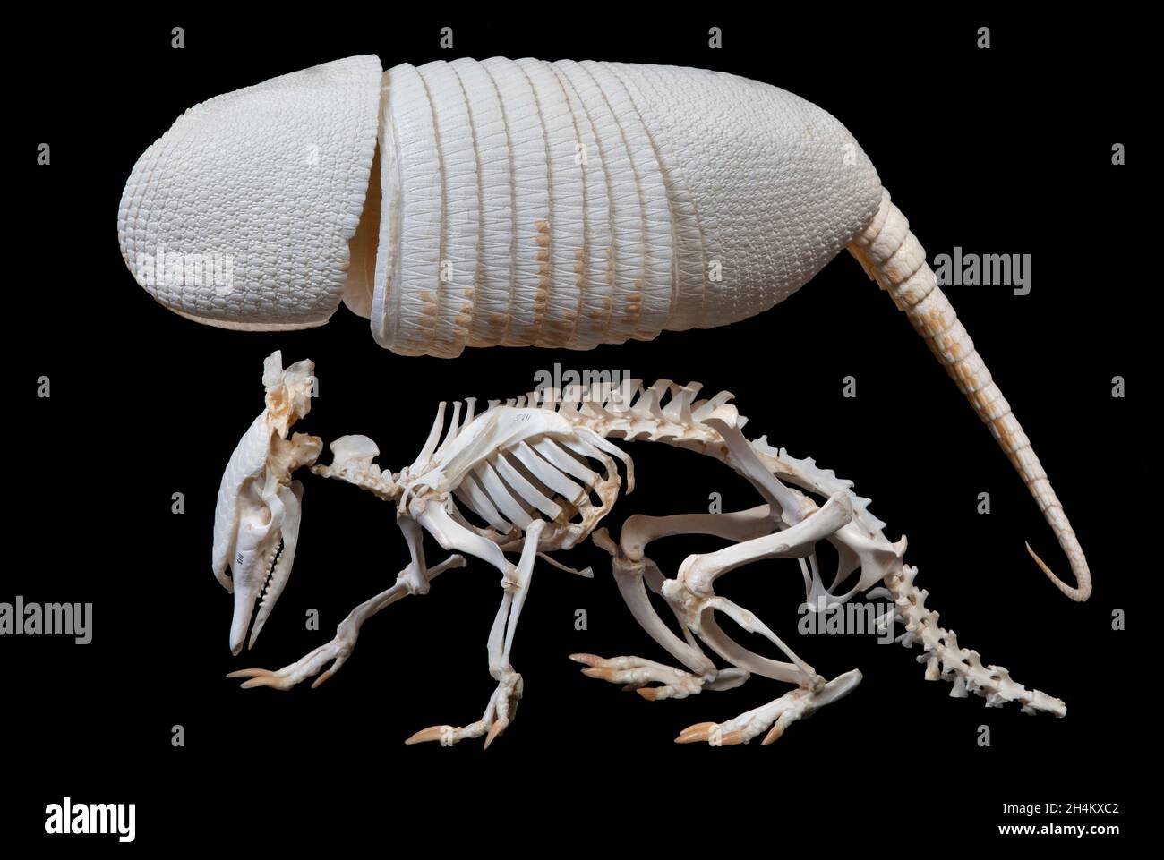 Armadillo Skeleton Drawing Nine Banded Armadillo Skeleton By Artbyjrc