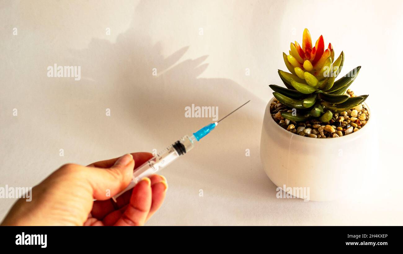 The vaccine against the virus is held by a female hand and a cactus ...