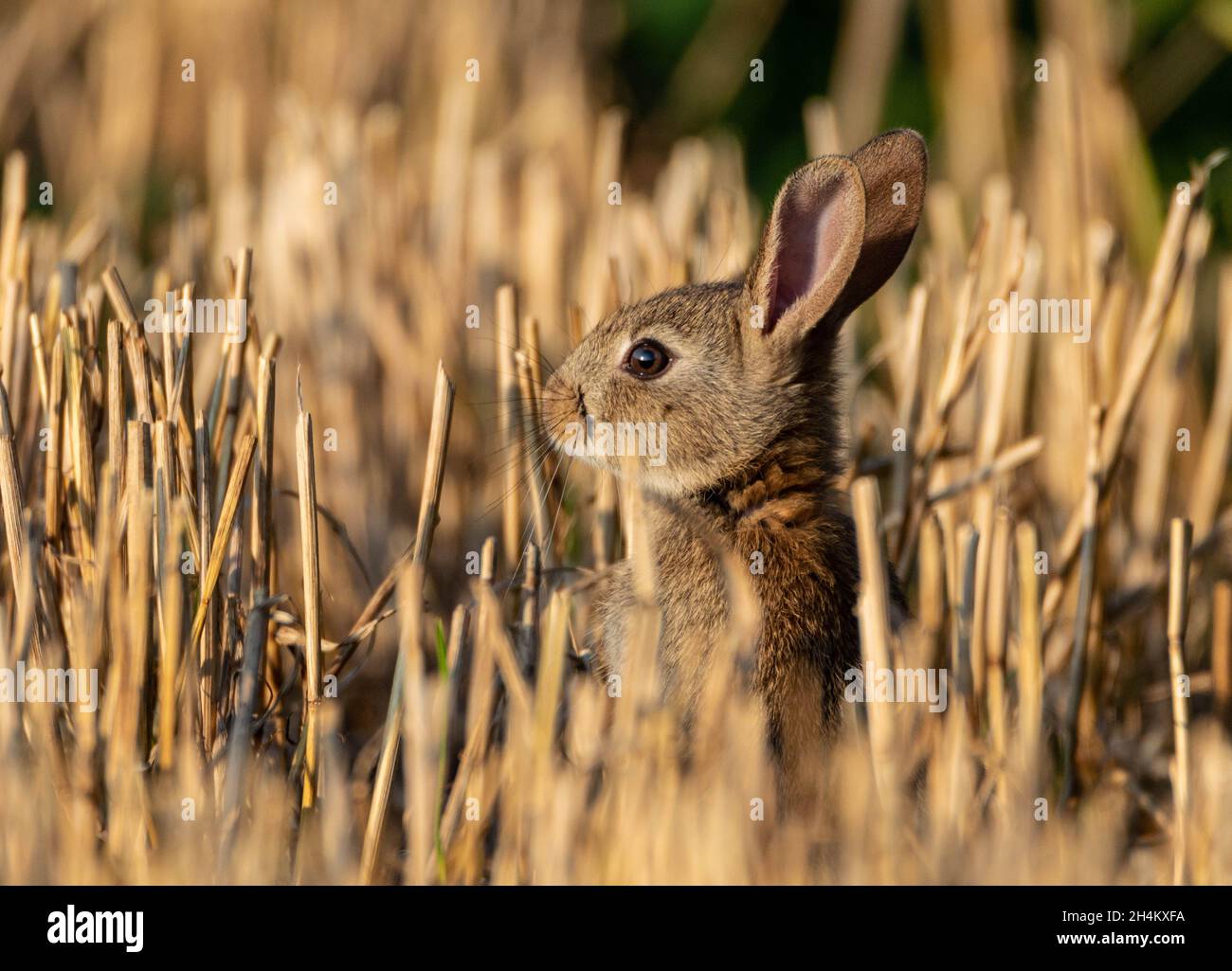 British rabbits hi-res stock photography and images - Alamy