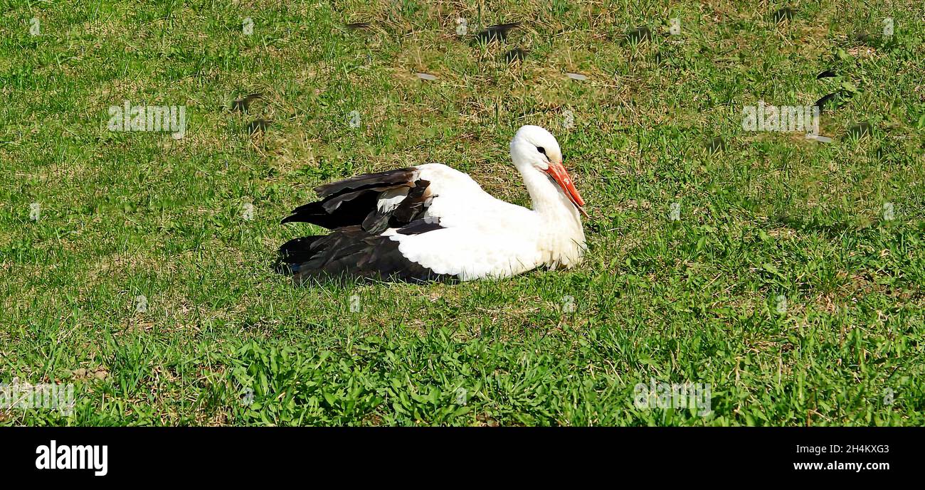 Birds - White stork Ciconia ciconia in a summer meadow. Belarus ...