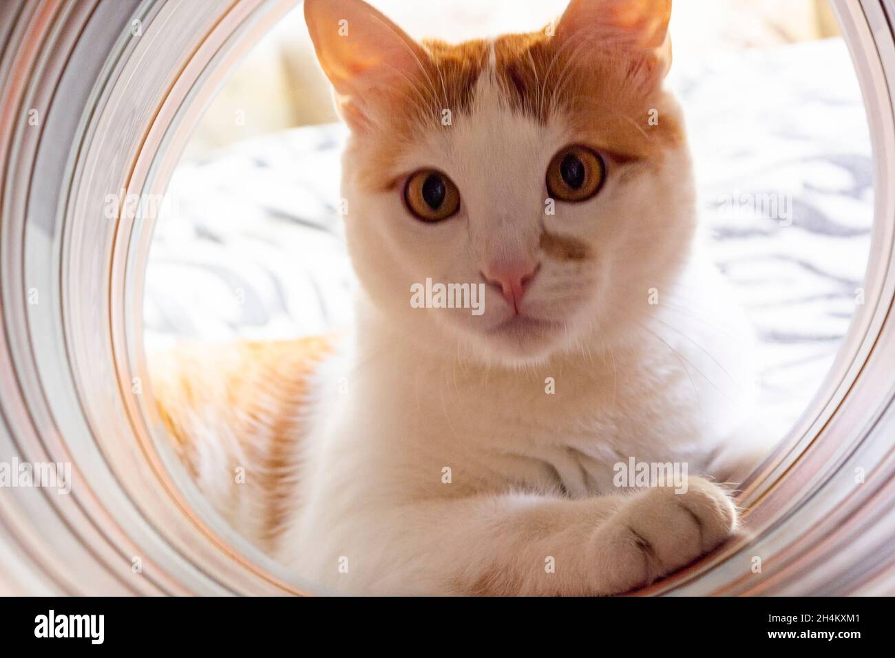 Red striped cat hi-res stock photography and images - Alamy
