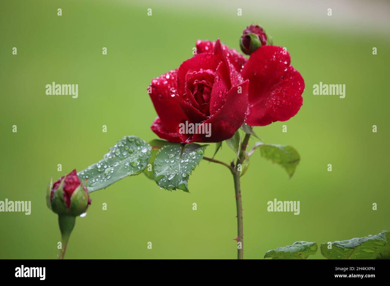 Rain drops on roses Stock Photo - Alamy