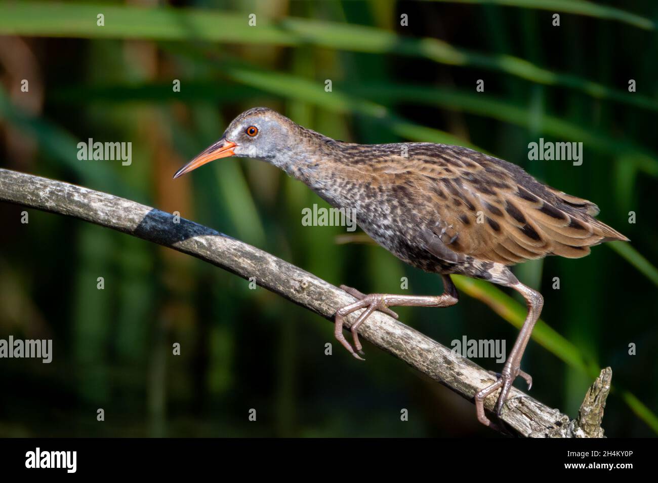 Waterfowl of britain hi-res stock photography and images - Alamy