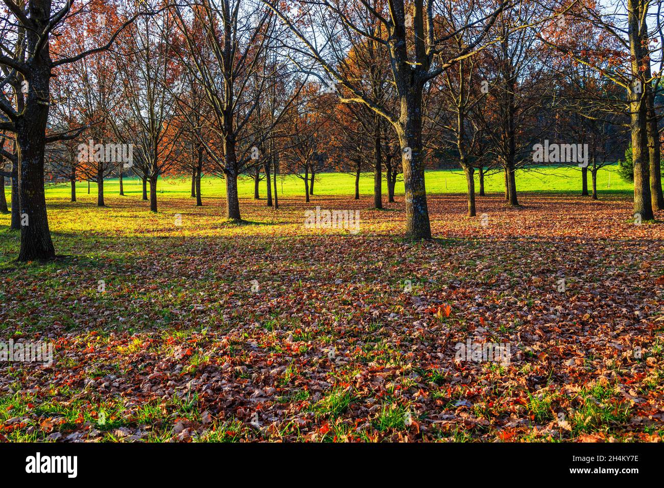 Leaves in a city hi-res stock photography and images - Alamy