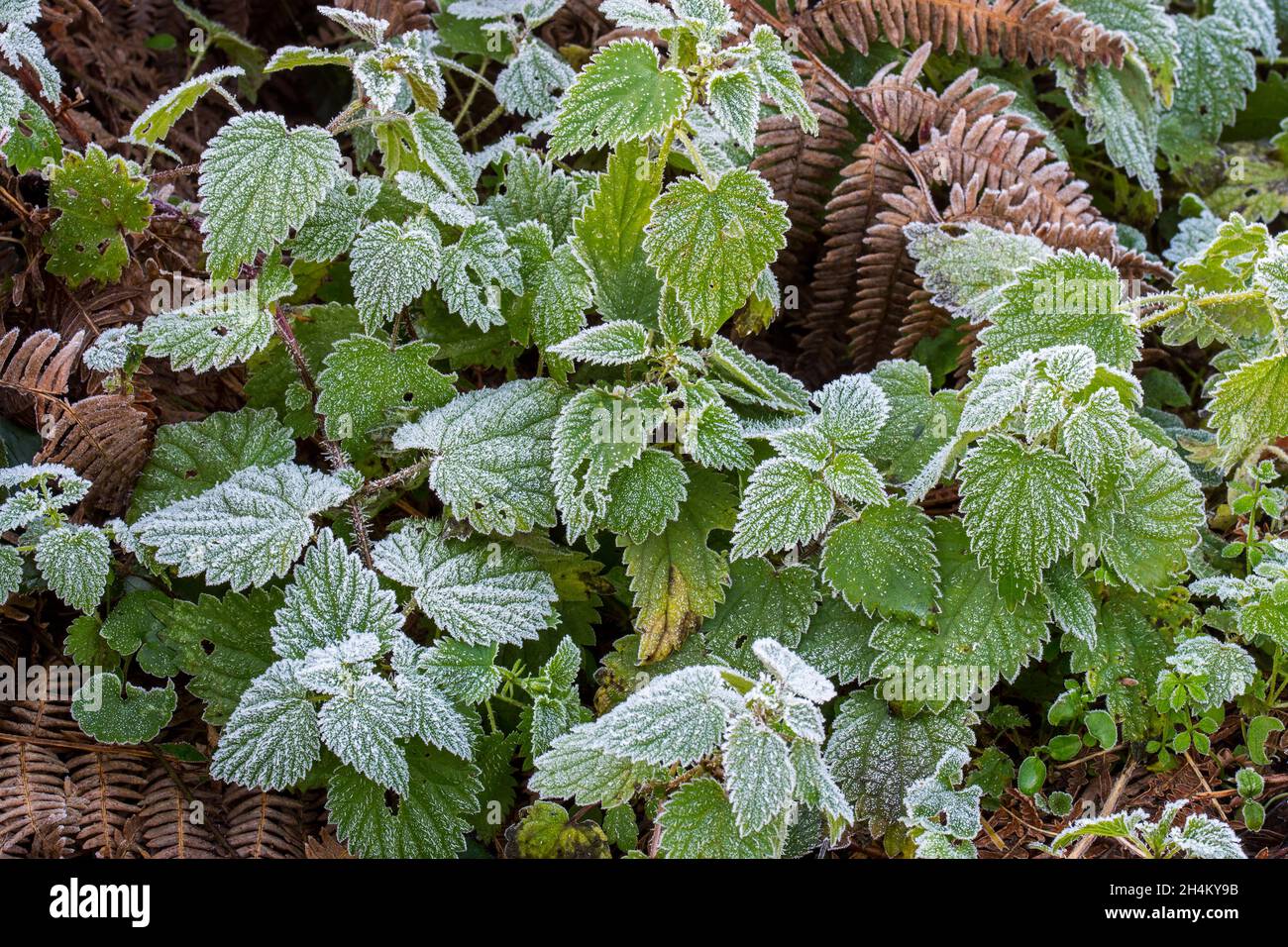 Common nettles / stinging nettle / stingers (Urtica dioica) and leaves ...