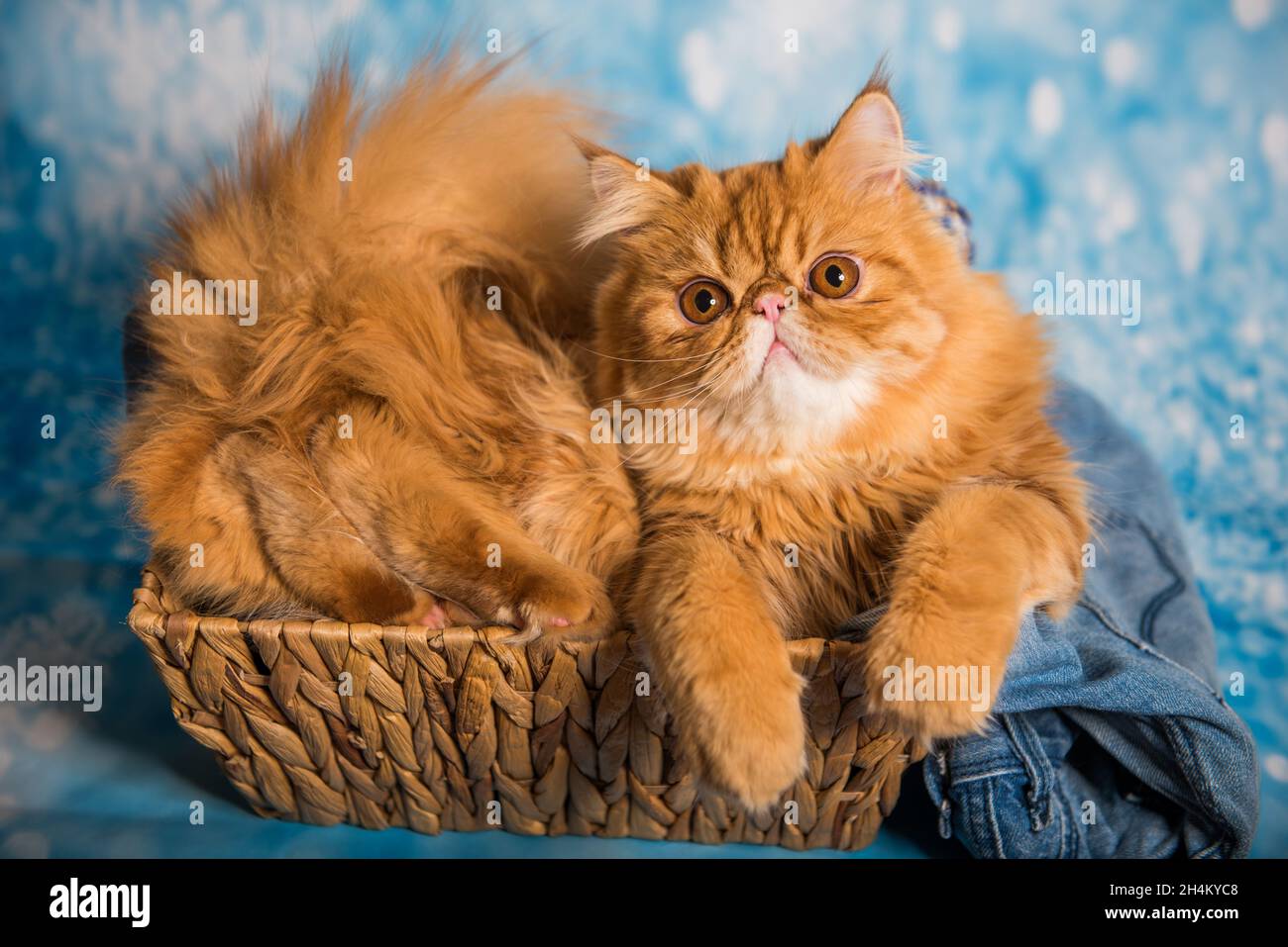 Cute Persian cat on a blue Christmas background in basket with snow ...