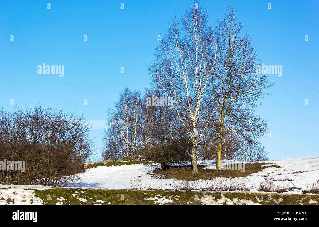 snow melting in birch forest in early spring Stock Photo - Alamy