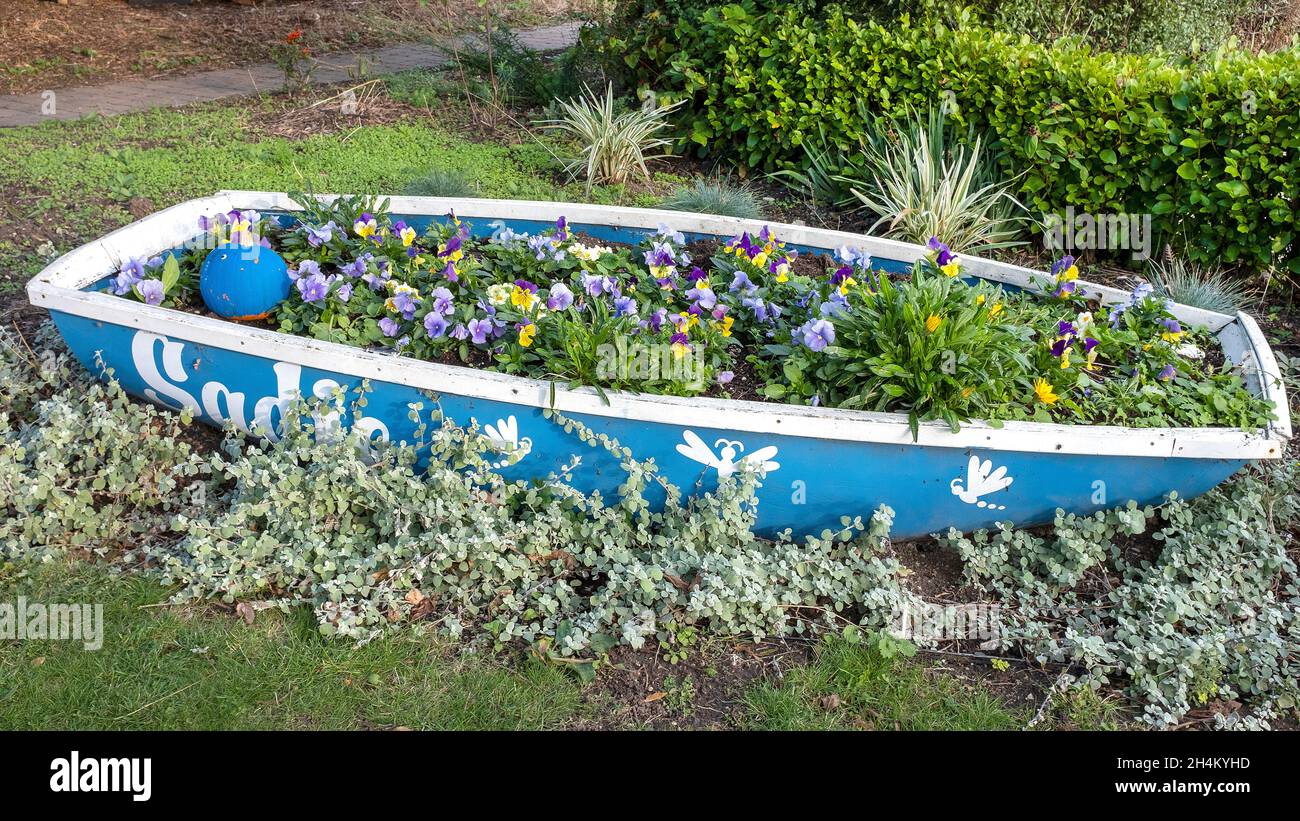 A large old rowing boat used as a planter in a public garden, tankerton ...