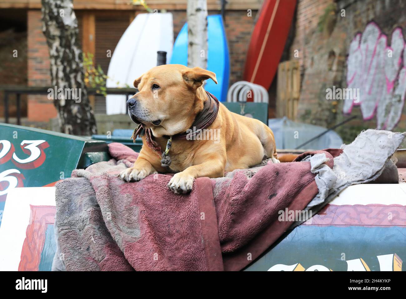 Dog travelling on a barge on Regents Canal in Haggerston, east London ...