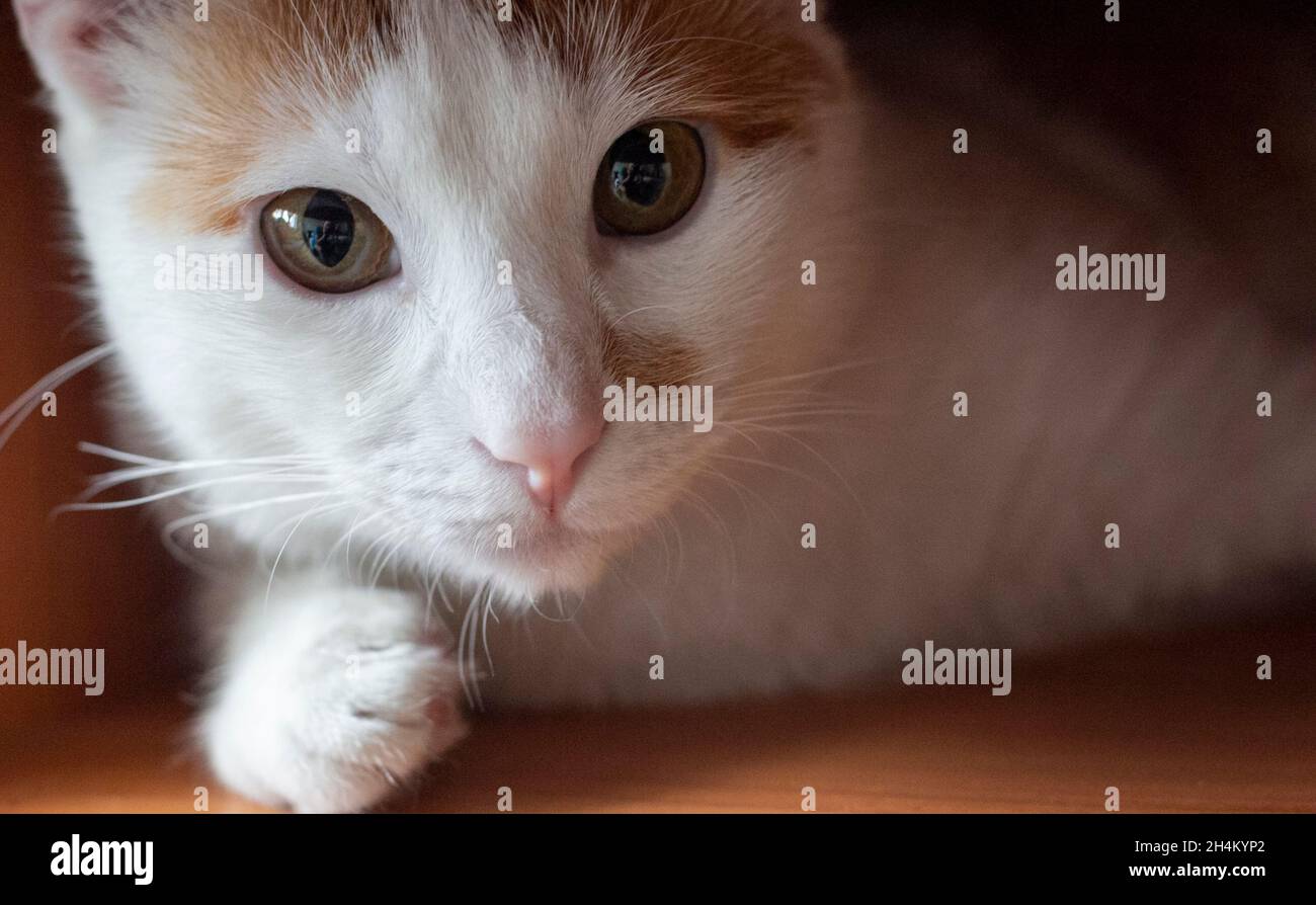 Serious red cat in isolation at home on the krantin Stock Photo - Alamy