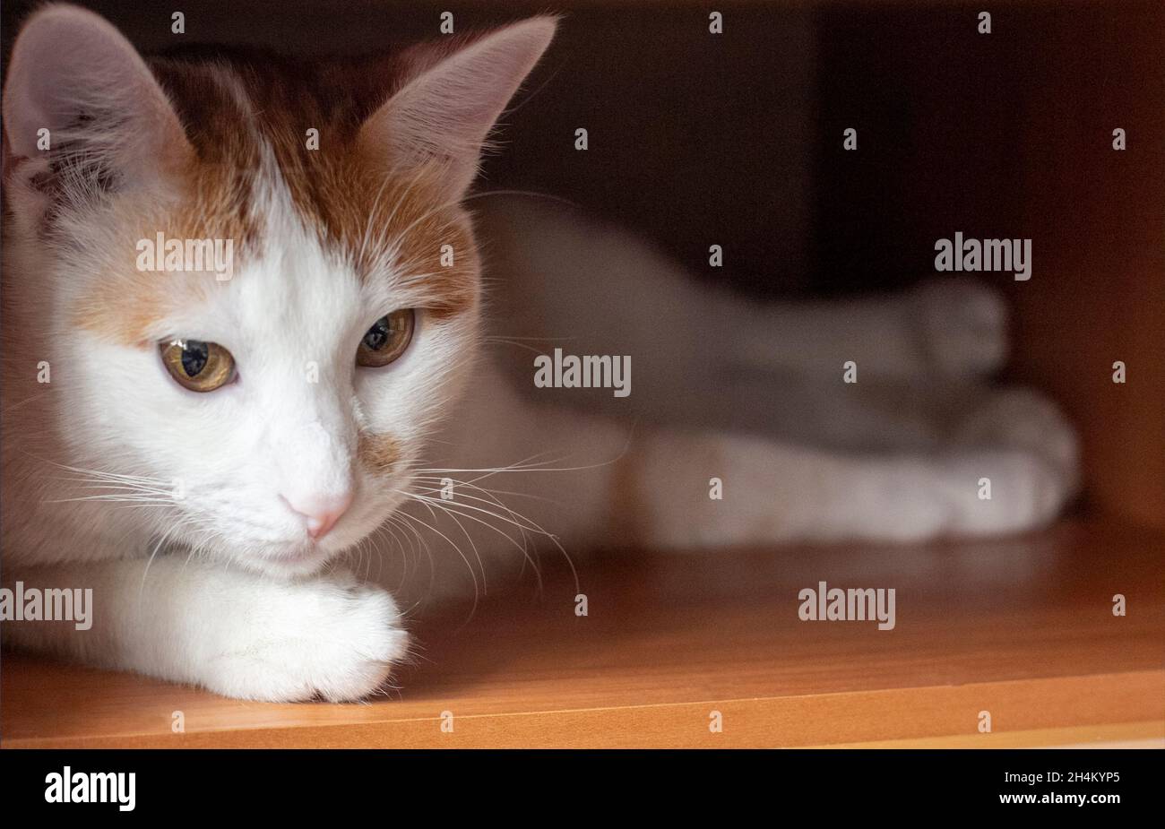 Serious red cat in isolation at home on the krantin Stock Photo - Alamy