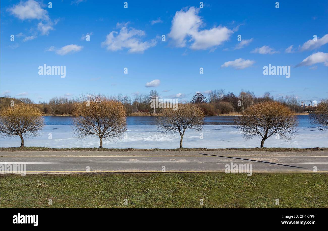 Trees with a round crown without leaves along the lake, in early spring ...