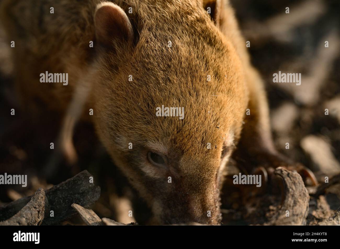 Nasua is a genus of carnivorous mammals in the raccoon family ...