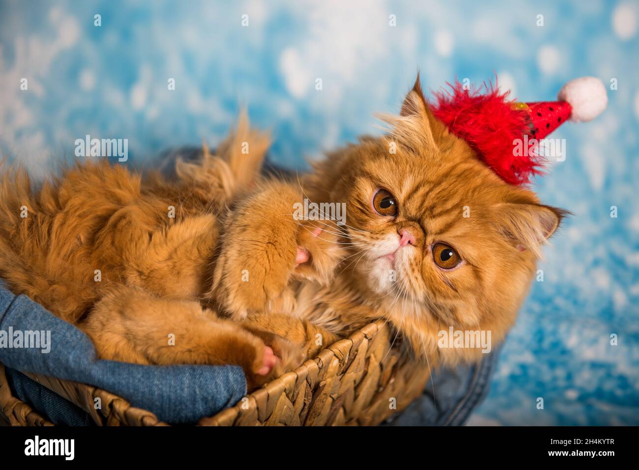 Angry santa cat hi-res stock photography and images - Alamy